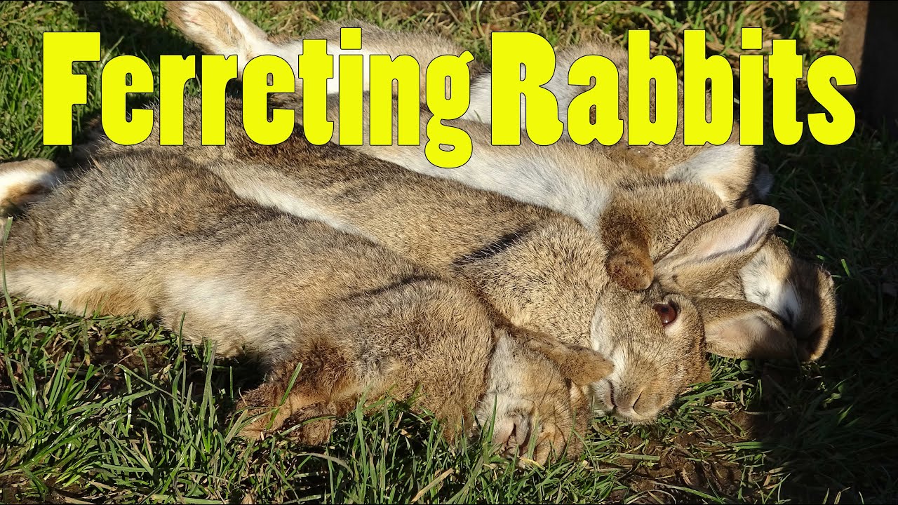 Ferreting Rabbits next Generation - YouTube