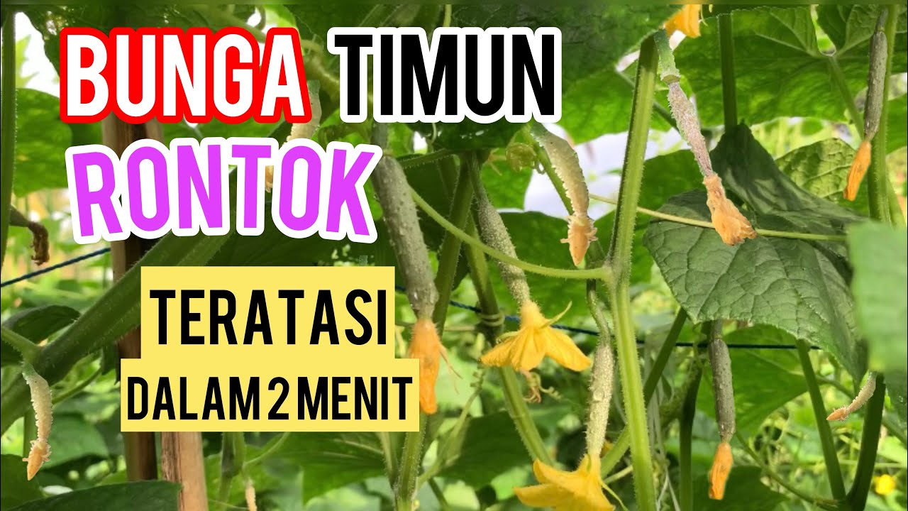 Bunga Timun Kuning dan Rontok? ini SOLUSINYA - YouTube