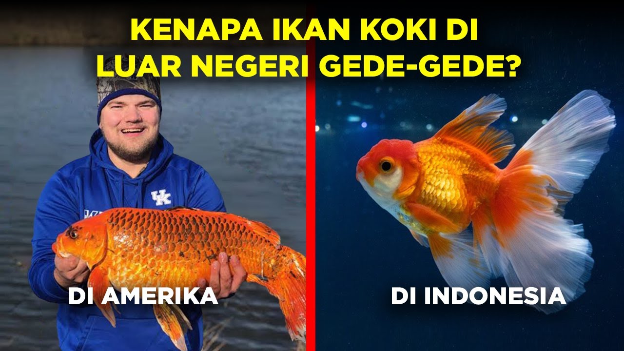 MENGHERANKAN! KENAPA IKAN KOKI DI LUAR NEGERI BISA GEDE-GEDE? - YouTube