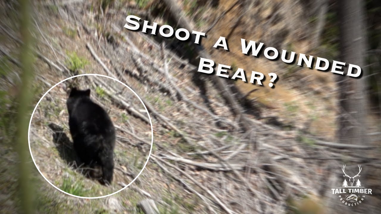 Shoot A Wounded Bear? - YouTube