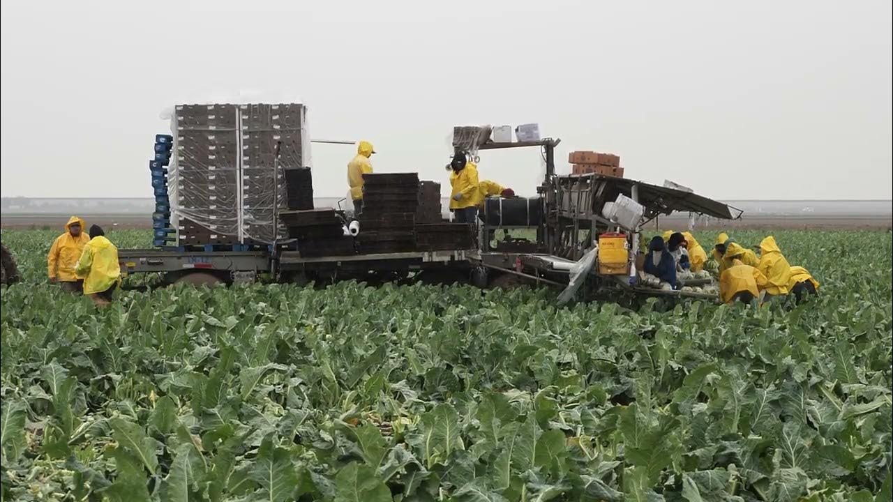 Yuma, Arizona: Produce harvesting in the rain. - YouTube