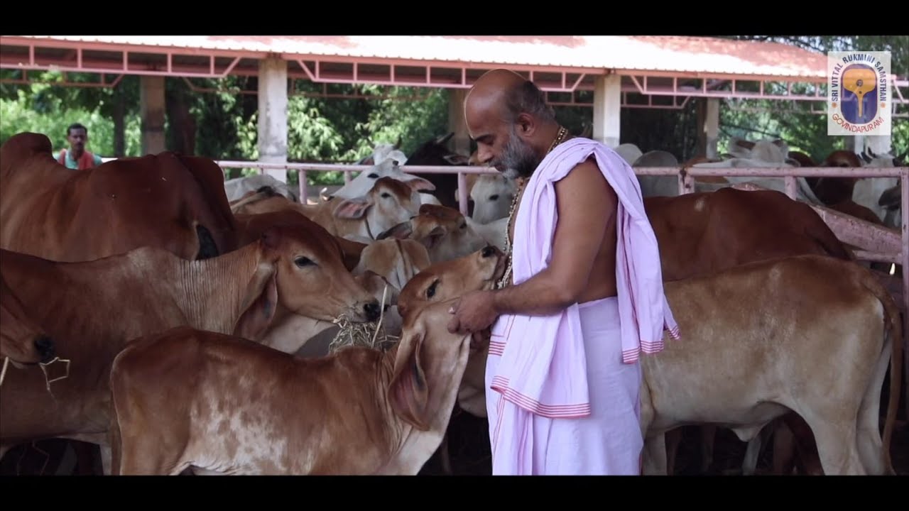 Vaikkol Seva ( Rice Straw ) || Sri Gokulam Goshala || Sri Vittalrukmini ...