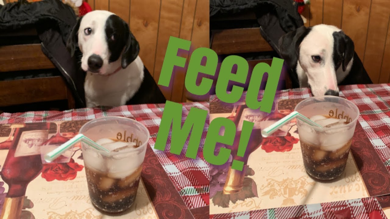 Just feed me 🍴 - Day 70 - YouTube