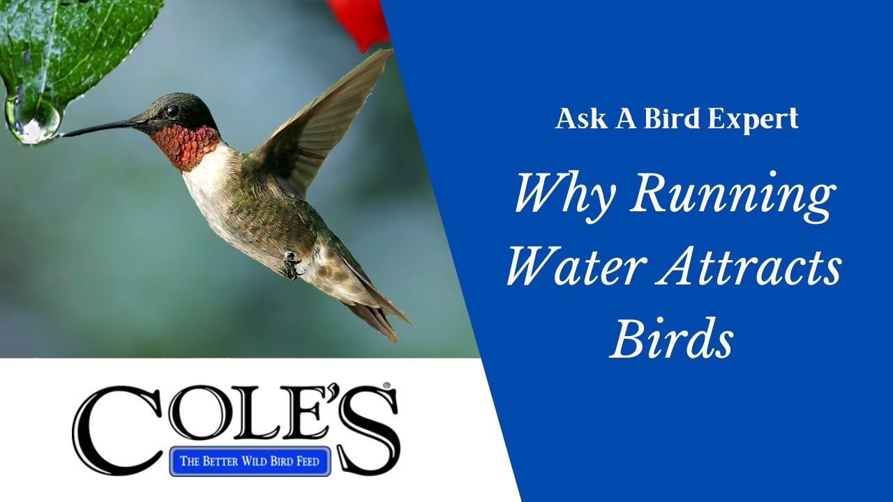 Why Running Water Attracts Birds - YouTube