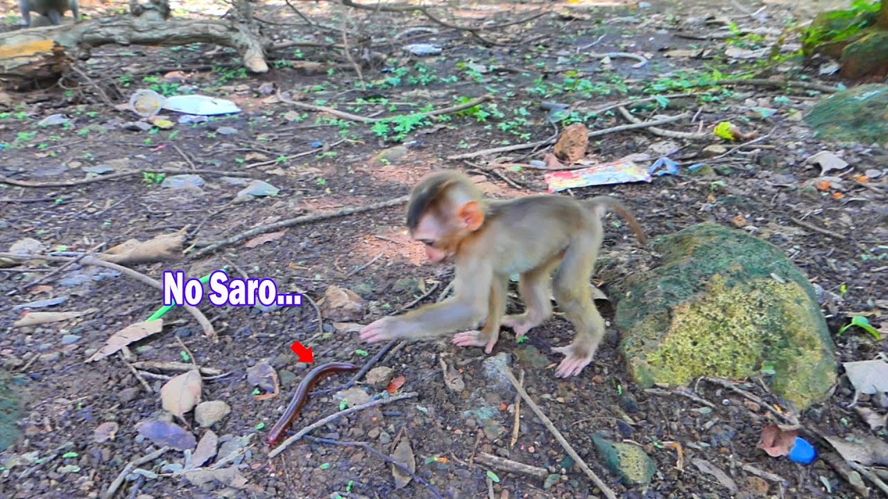 Oh no...baby monkey Saro don't touch it. - YouTube