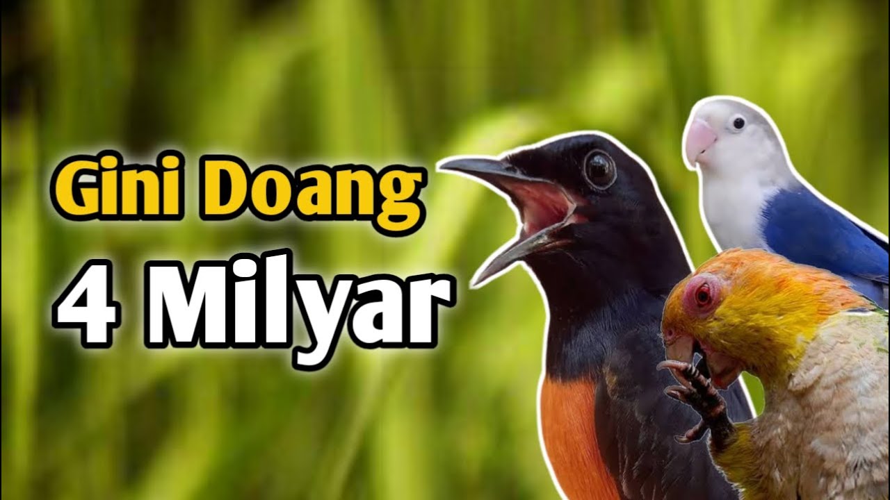 INILAH 5 BURUNG TERMAHAL DI DUNIA PERKICAUAN DI INDONESIA - YouTube