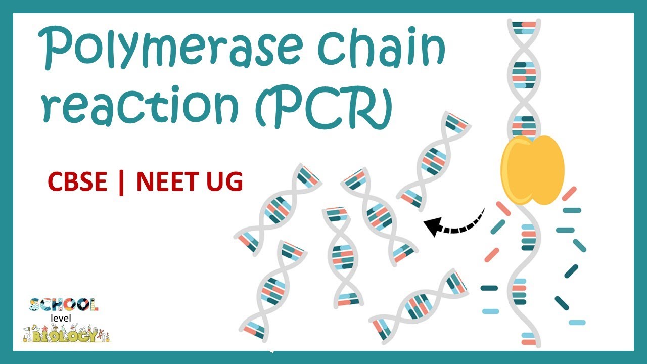 Polymerase Chain Reaction | PCR animation | PCR explained in 10 minutes ...
