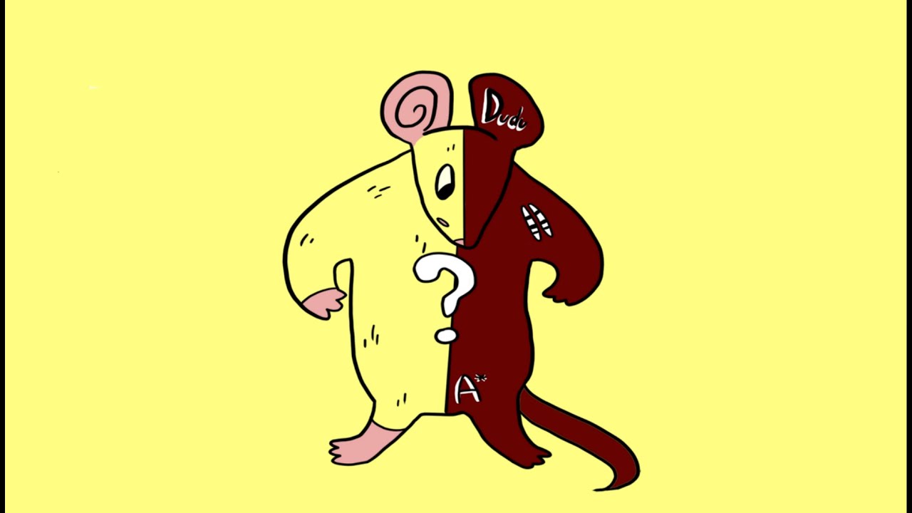 Understanding Rat Genetics pt.1 - YouTube