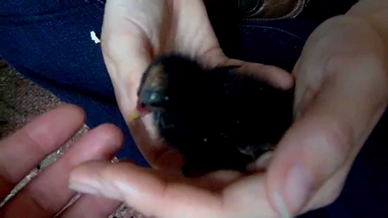 Water hen chick - YouTube