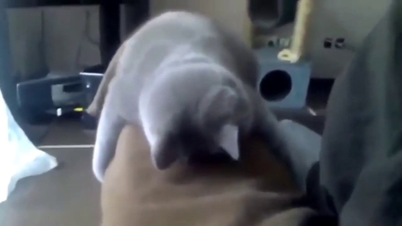 My Funny Cat 38 πcats Will Make You Laugh Your Head Off Funny Cat