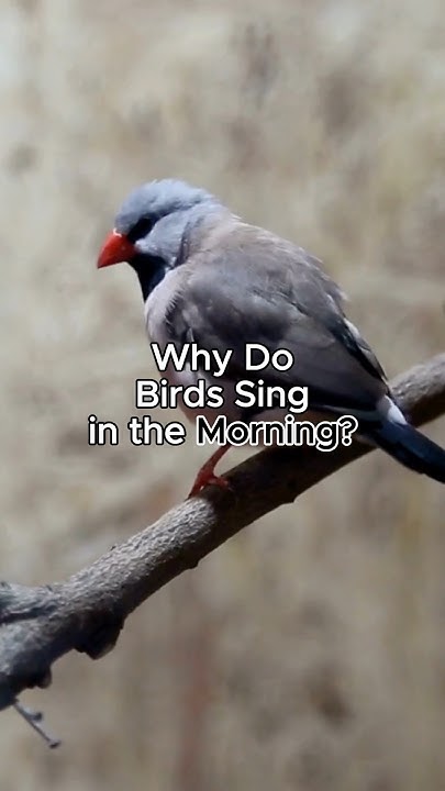 Why do birds sing in the morning #curiositycorner #birds #funfacts # ...