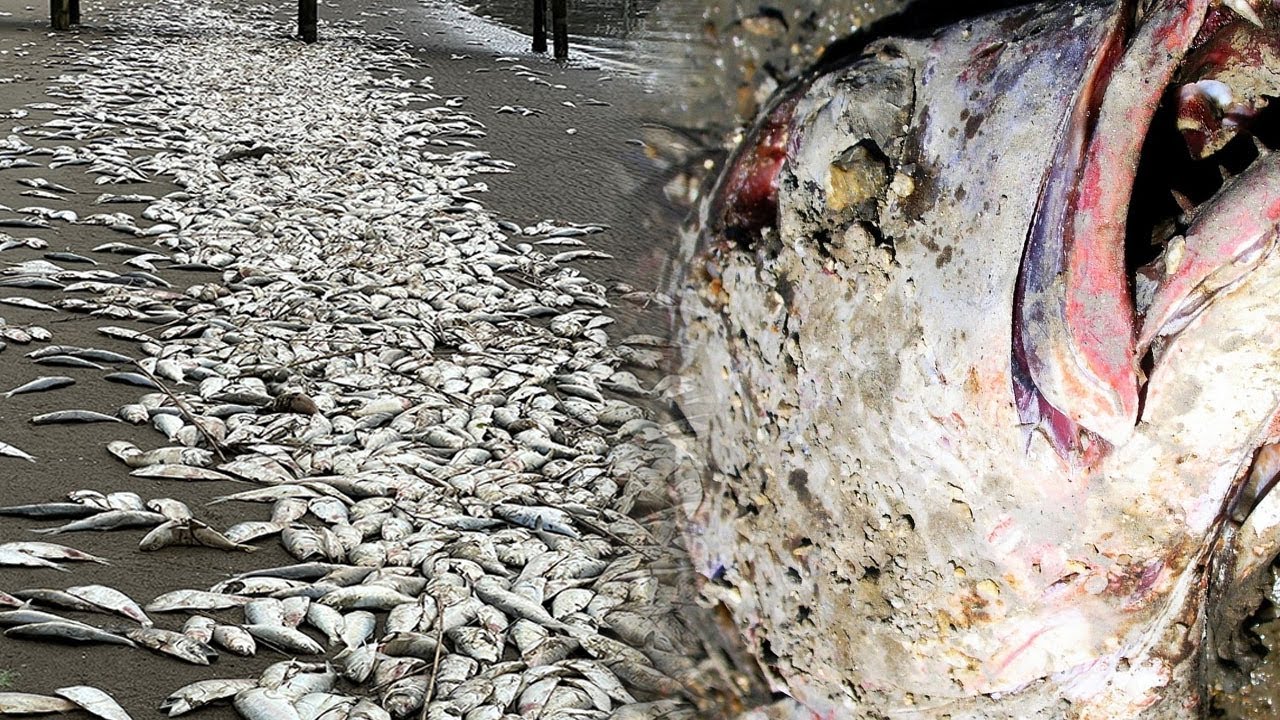 THOUSANDS OF DEAD SEA FISH WASHED UP ASHORE - YouTube