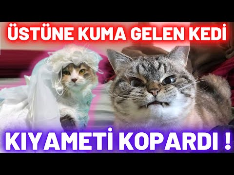 ÜSTÜNE KUMA GELEN KEDİ ÇILDIRDI ! SAHİBİNE CEHENNEMİ YAŞATTI ! SABAHA KADAR KAVGA ETTİLER !
