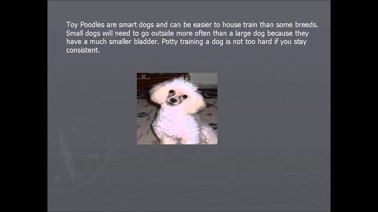 Potty Training A Toy Poodle | How Can I Potty Train My Toy Poodle? NEED ...