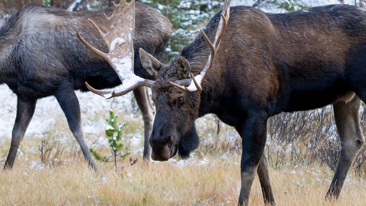 Magnificent Bull Moose Courting Cow During the Rut - YouTube