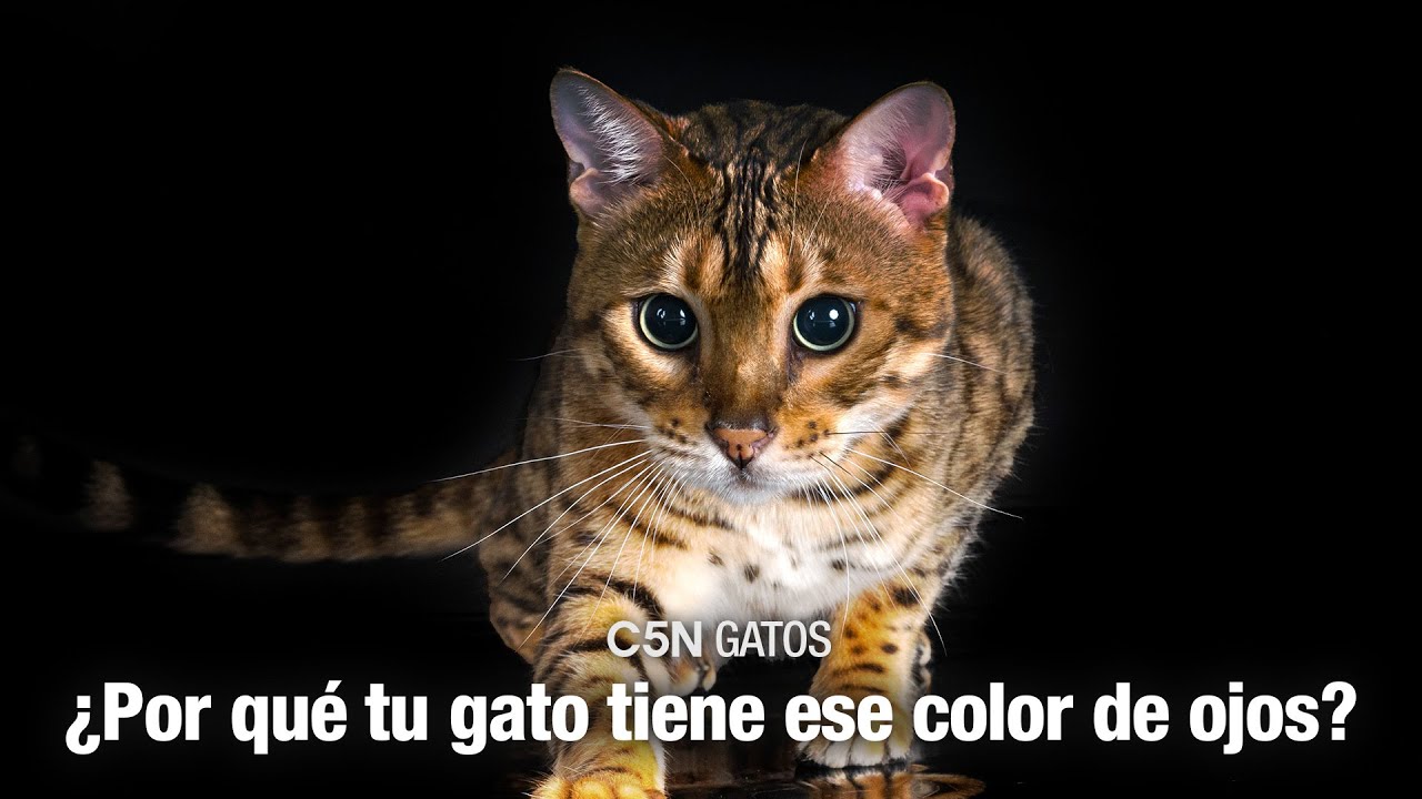 ¿POR QUÉ tu GATO TIENE ese COLOR de OJOS? - YouTube