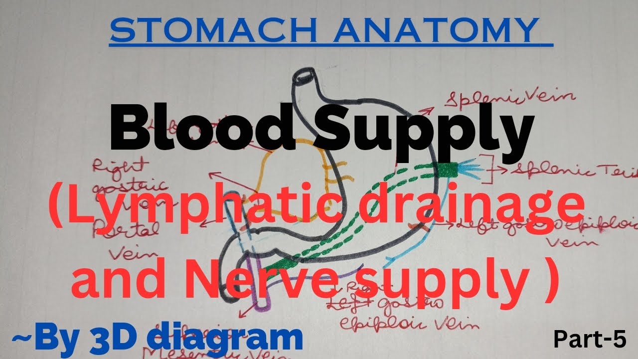 Stomach Anatomy|| Lymphatic drainage and Nerve supply||Part-5|| # ...