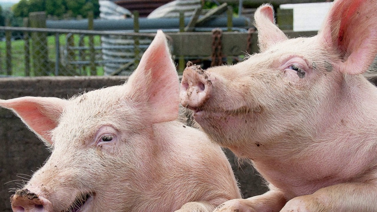 pig sound ouk ouk - sound of pig effect - YouTube