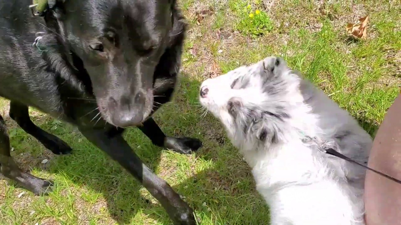 Adorable Poofy Pomsky Puppy Alice Floof Playing With Black Lab / German ...