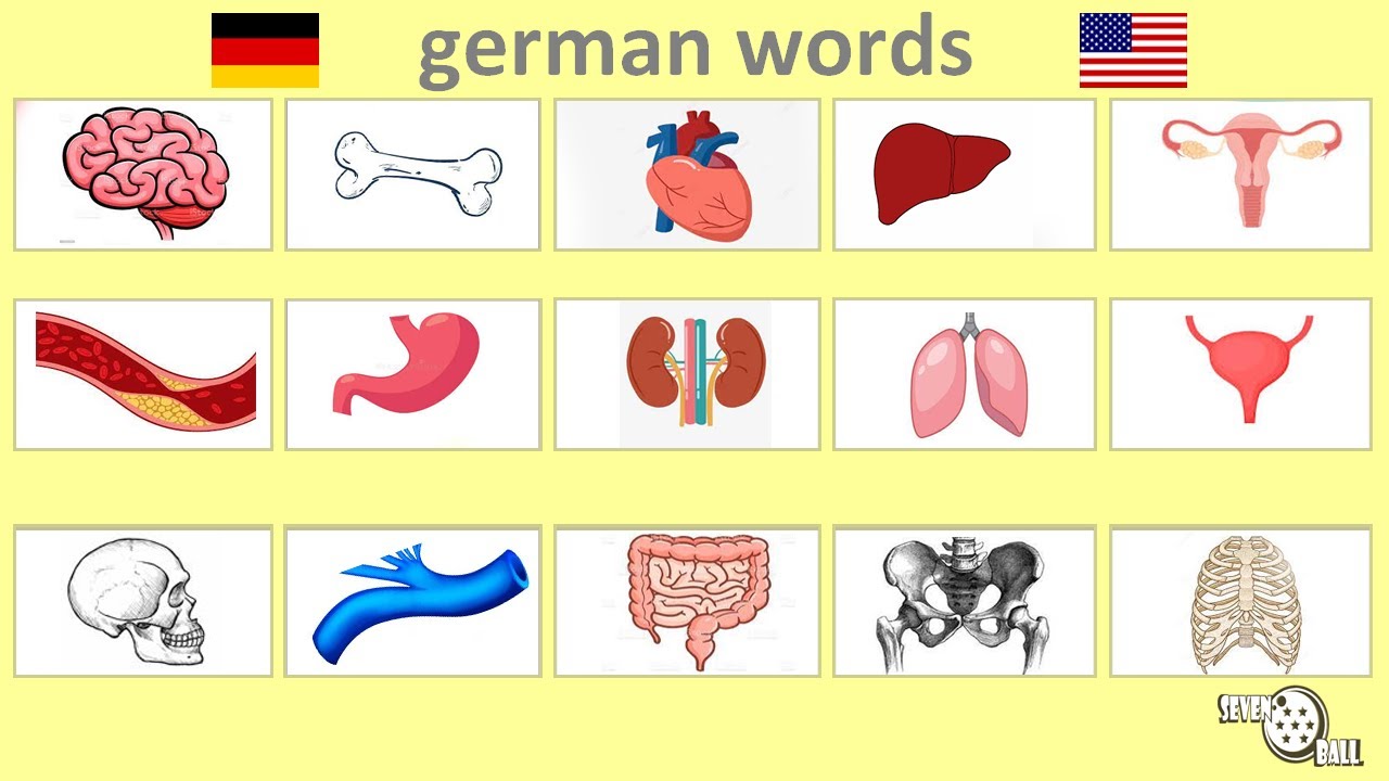 german class - body part in german - YouTube
