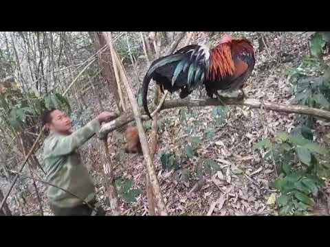 ต่อไก่ป่า Dib qaib qus tuaj zoo heev 14 / 3 / 2024 - YouTube