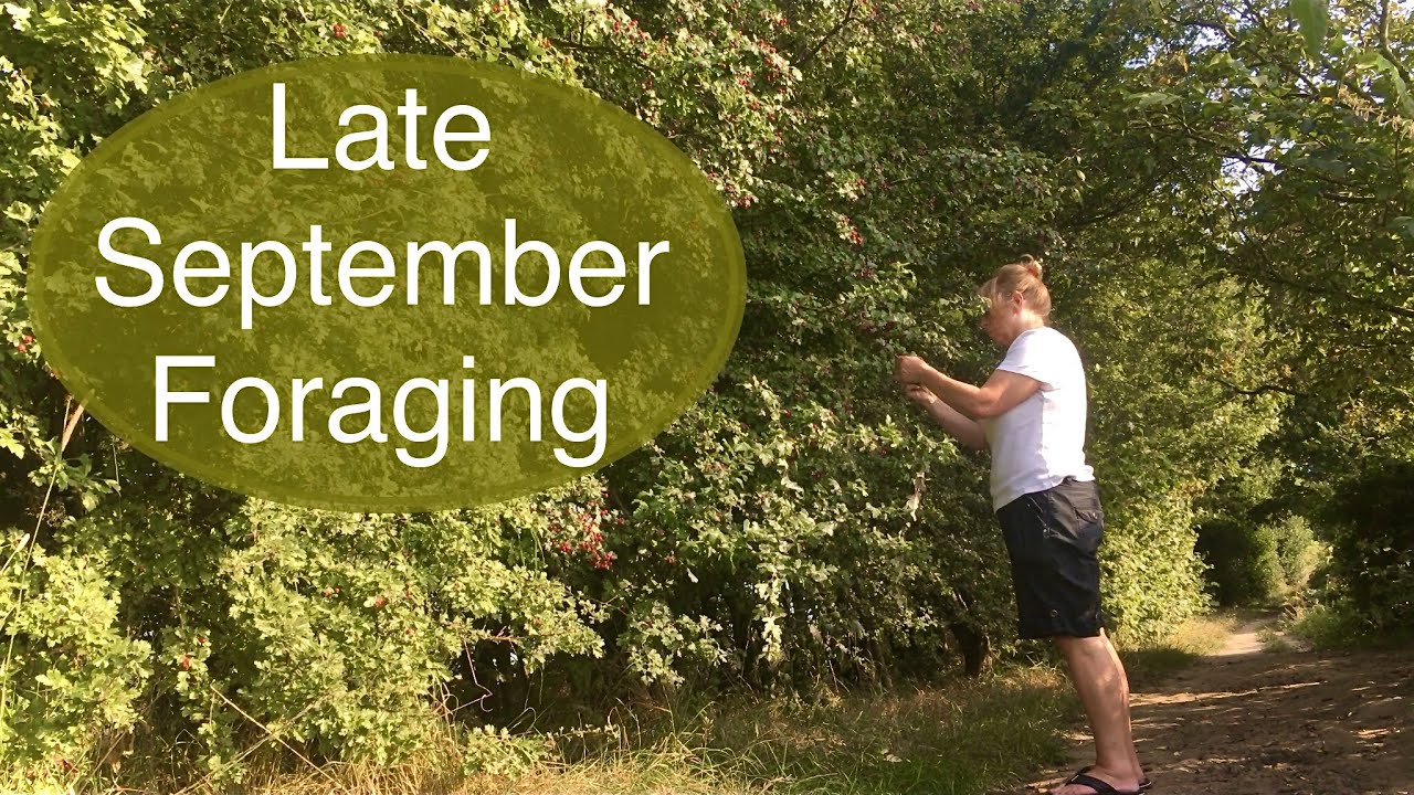 LATE SEPTEMBER FORAGING FROM ENGLISH HEDGEROWS - YouTube
