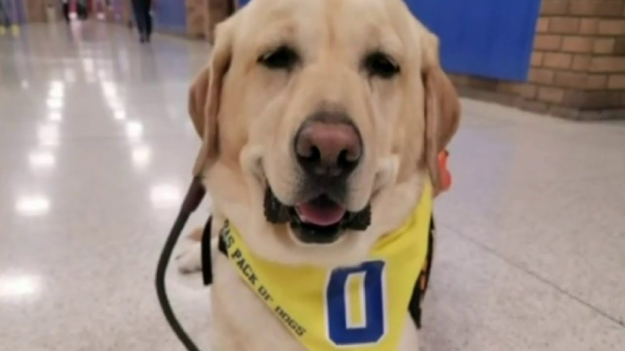 Support dogs help ease return to school for Oxford families - YouTube
