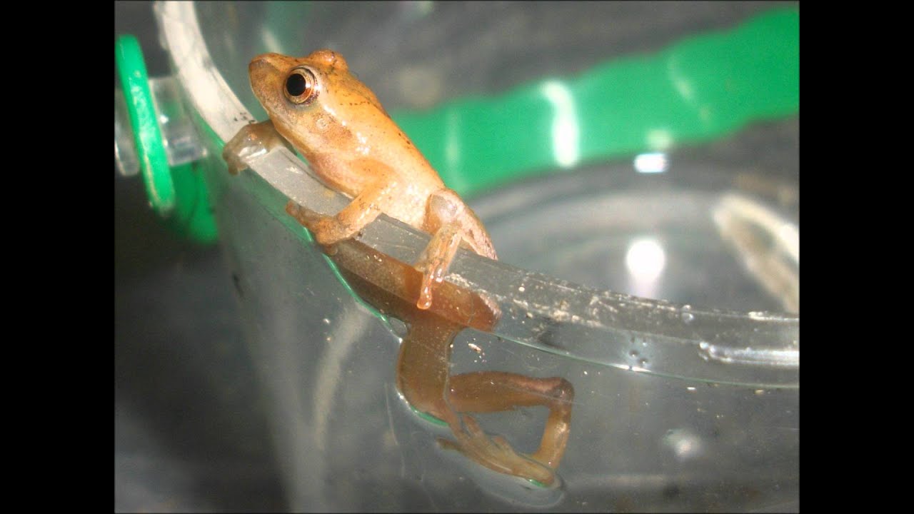 Red Spring Peeper - YouTube