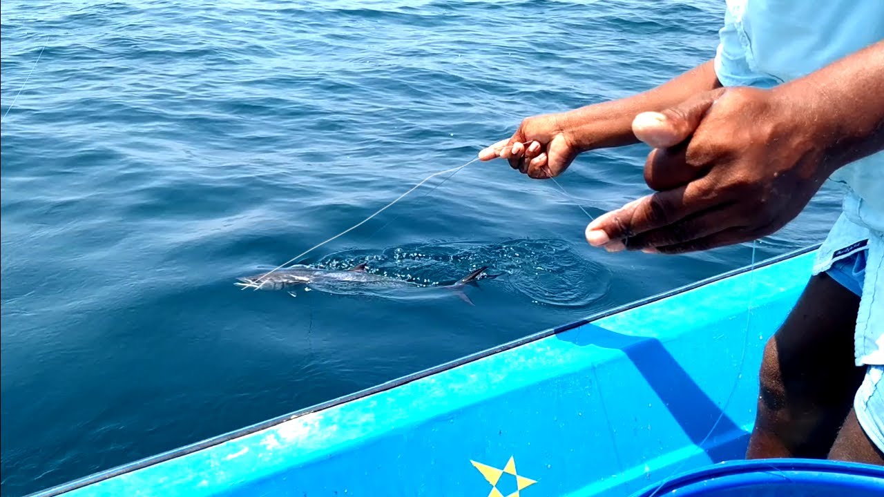 LONGLINE FISHING//KING FISH, DOLPHINS FISH AND TREVALLY FISH CATCHING ...