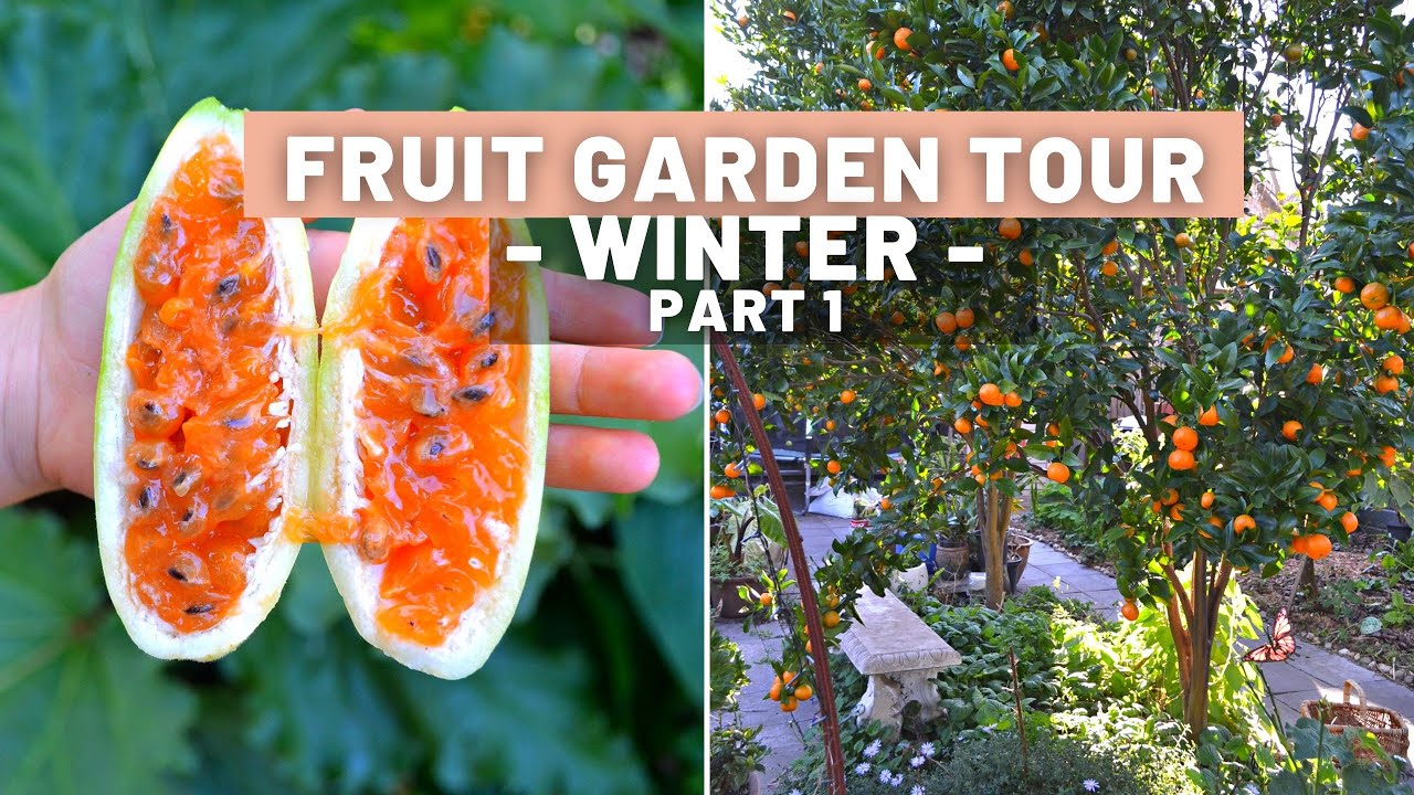 Fruit Garden Foodforest Tour - Citrus, Pepino, Passionfruit, Banana ...