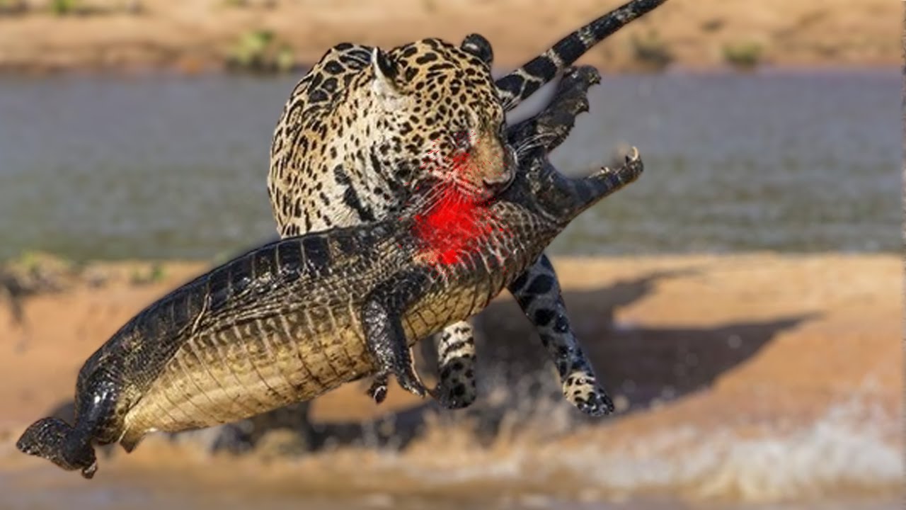 Ferocious Battle! Crocodiles Receive A Bitter Ending When Attacking ...