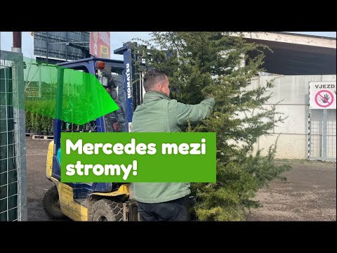 Mercedes mezi stromy Cedr Himalájský, jsou to sběratelské kousky #inspirace