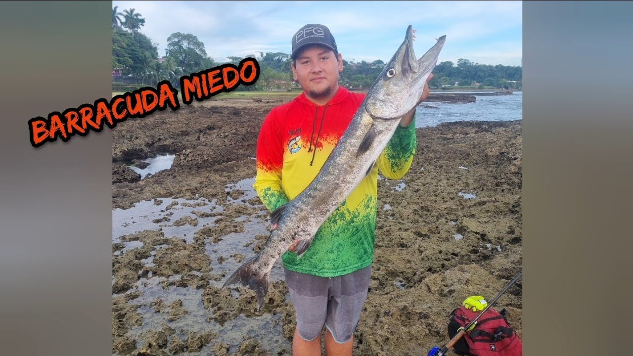Aqui esta la barracuda con señuelo snook Hunters. roca del sabalo Limon ...
