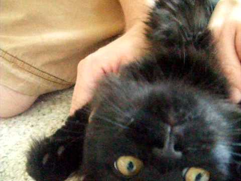catatonic cat - YouTube