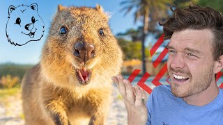Angry Quokka