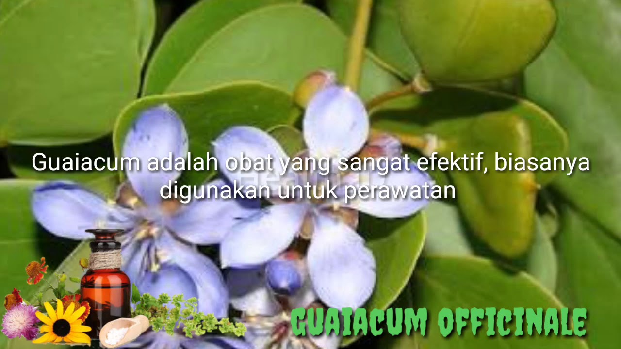 Guaiacum Officinale | Homeopathy Materia Medica Indonesia | Homeopati ...