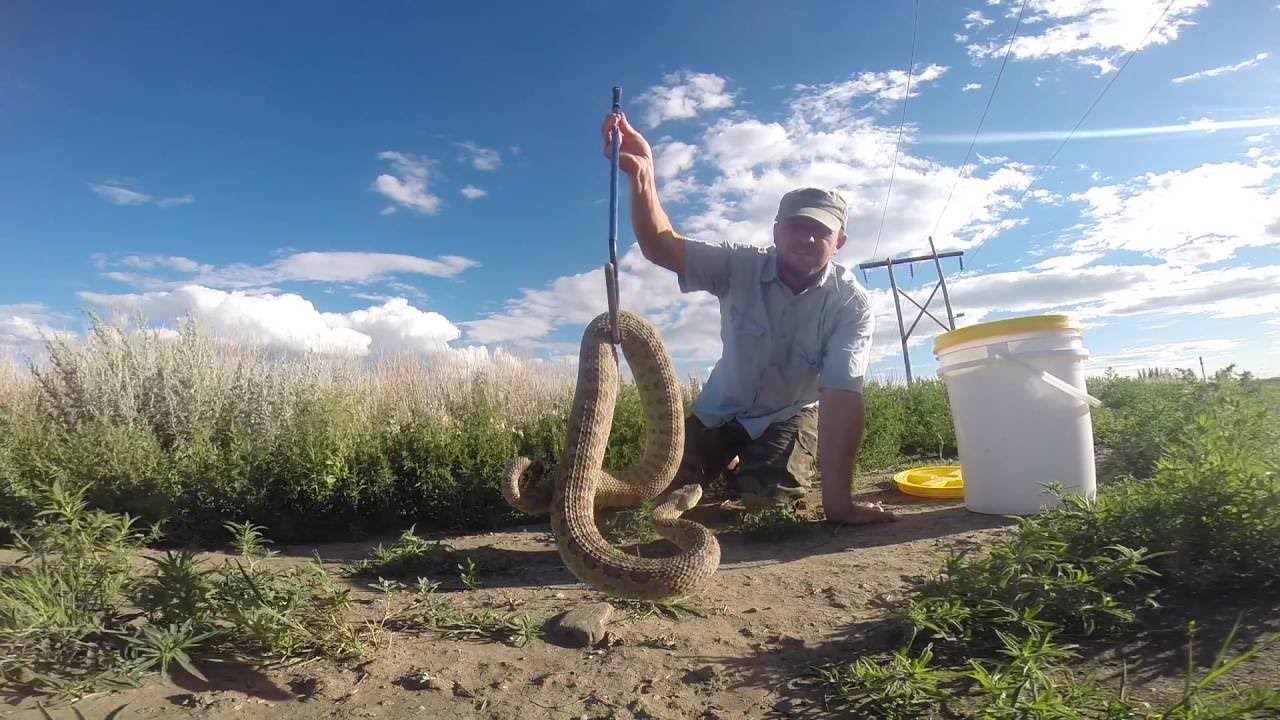 Triple Snake Day - YouTube