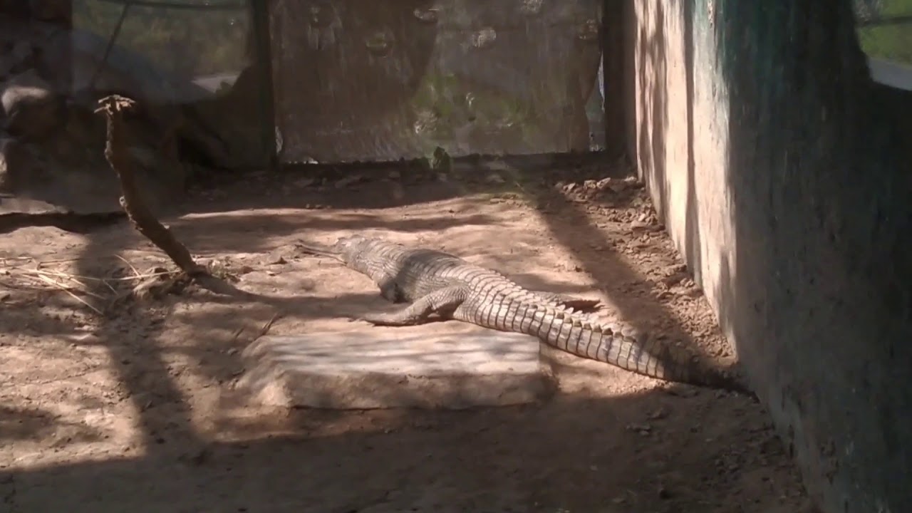 Kolkata Alipore zoo Reptile( snake) house - YouTube
