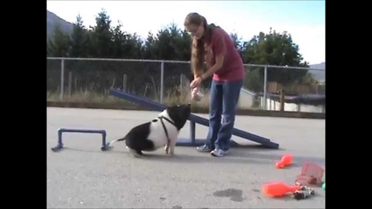 Micro Pig doing tricks - Pumbaa, worlds smartest pig - YouTube