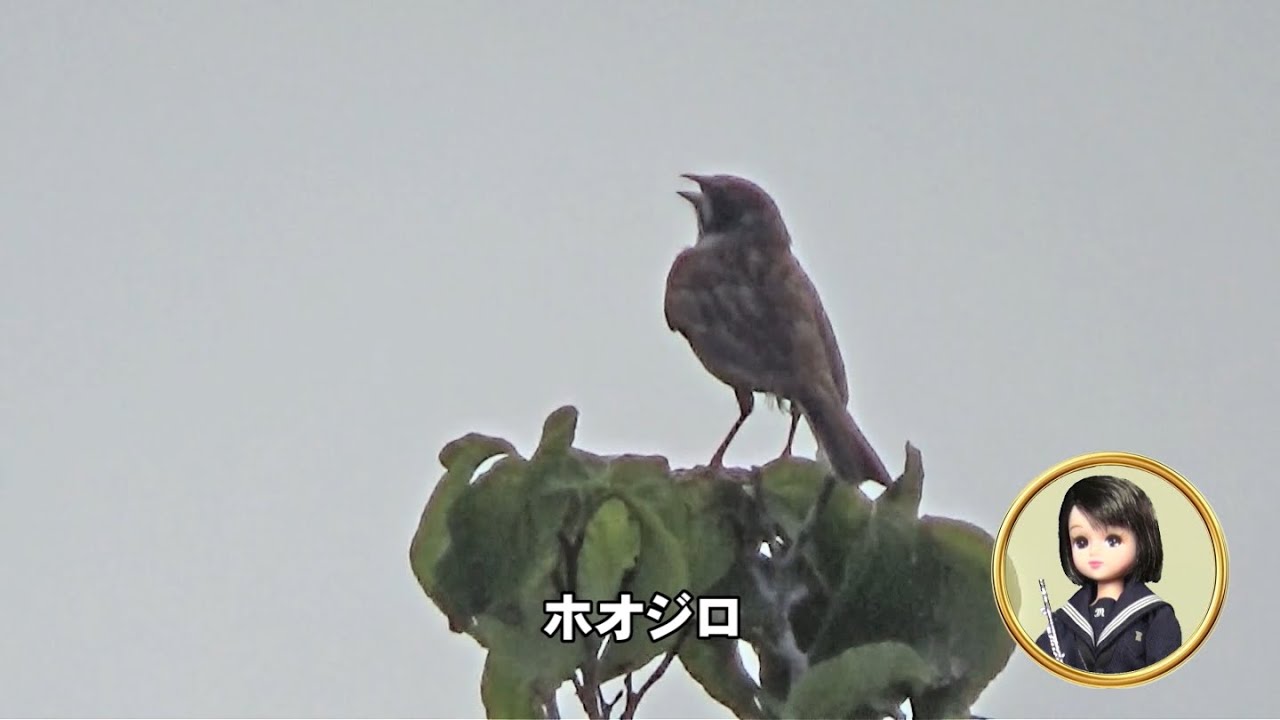 30秒の心象風景31409・車道脇の木の天辺で～ホオジロ～ - YouTube