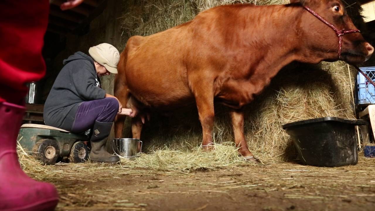 Dexter, The Perfect Family Milk Cow - YouTube