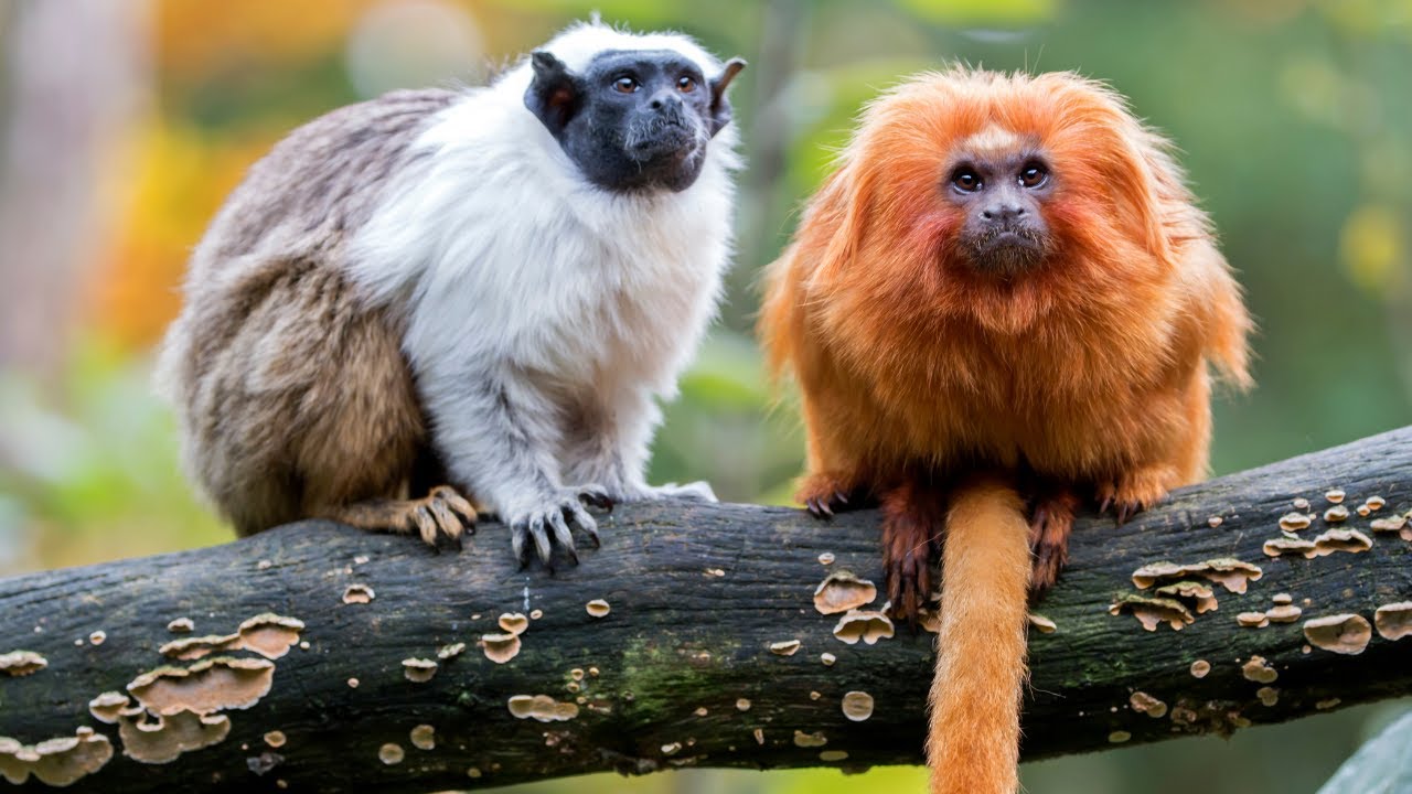 Golden Lion Tamarin: an endangered species of New World monkey - YouTube