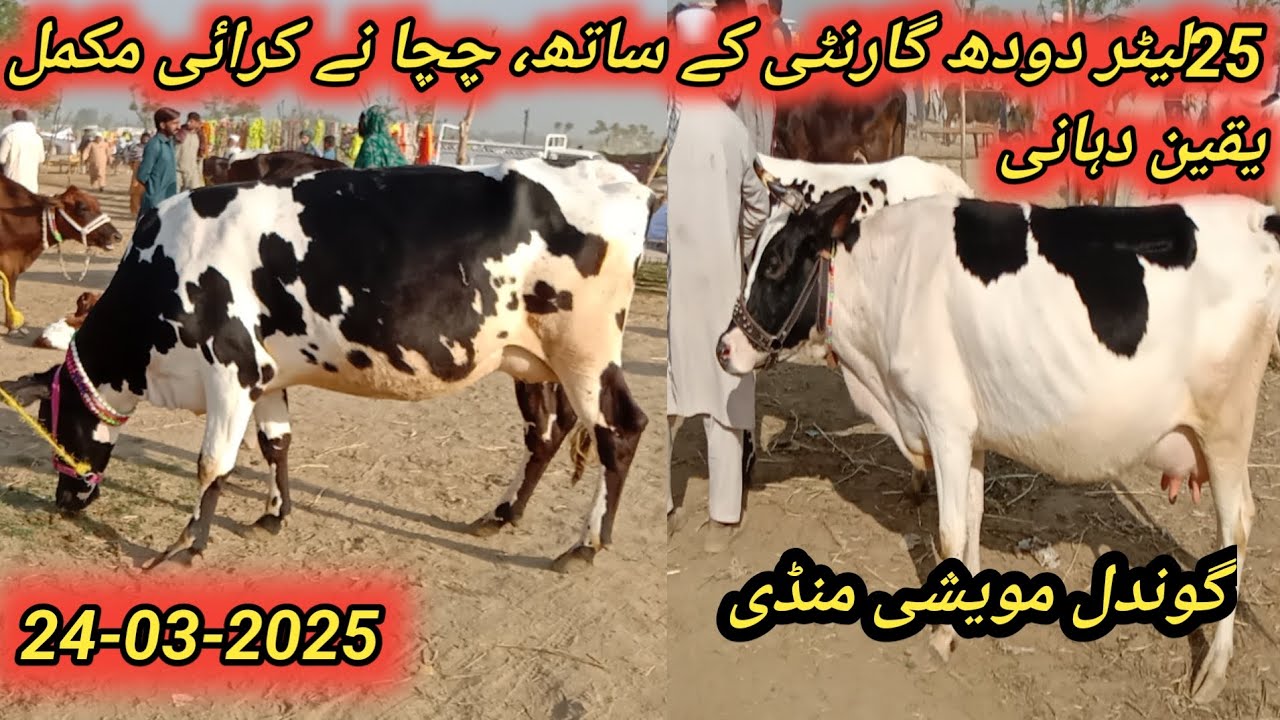 Today Gondal Mandi Latest Update||Highest Milking And Pregnant Cows ...