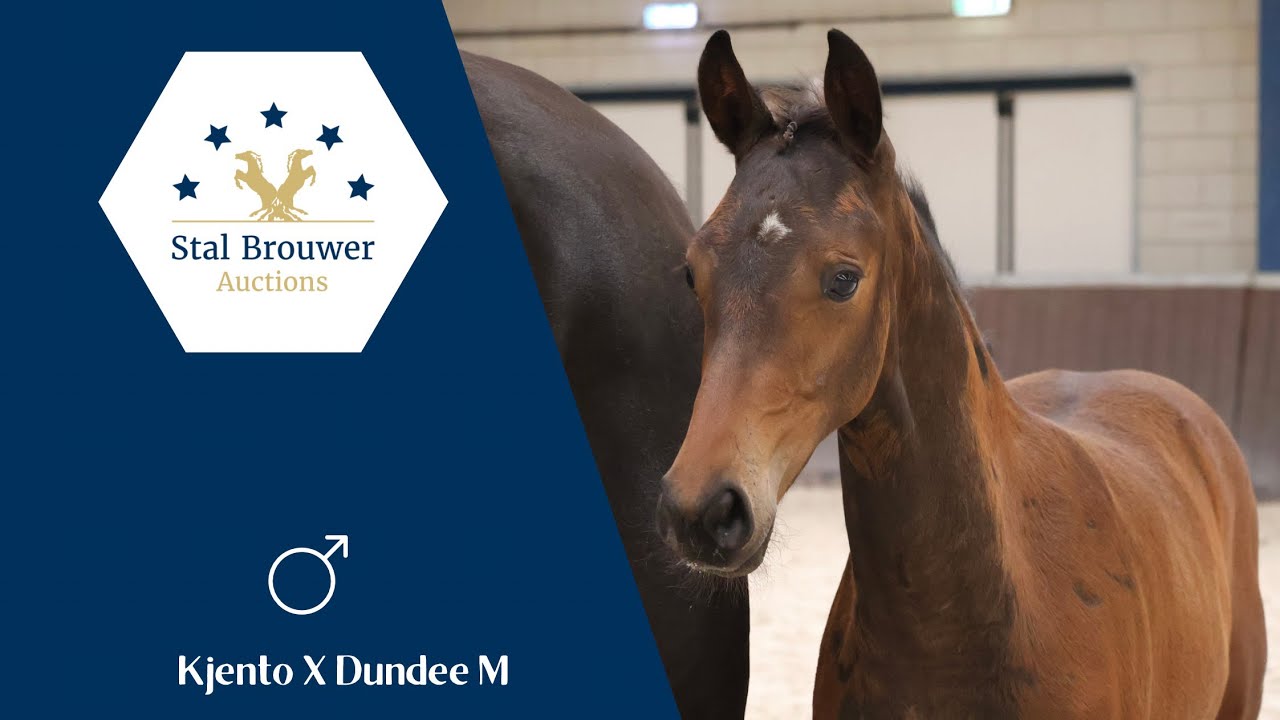 Kjento X Dundee M stallion - YouTube