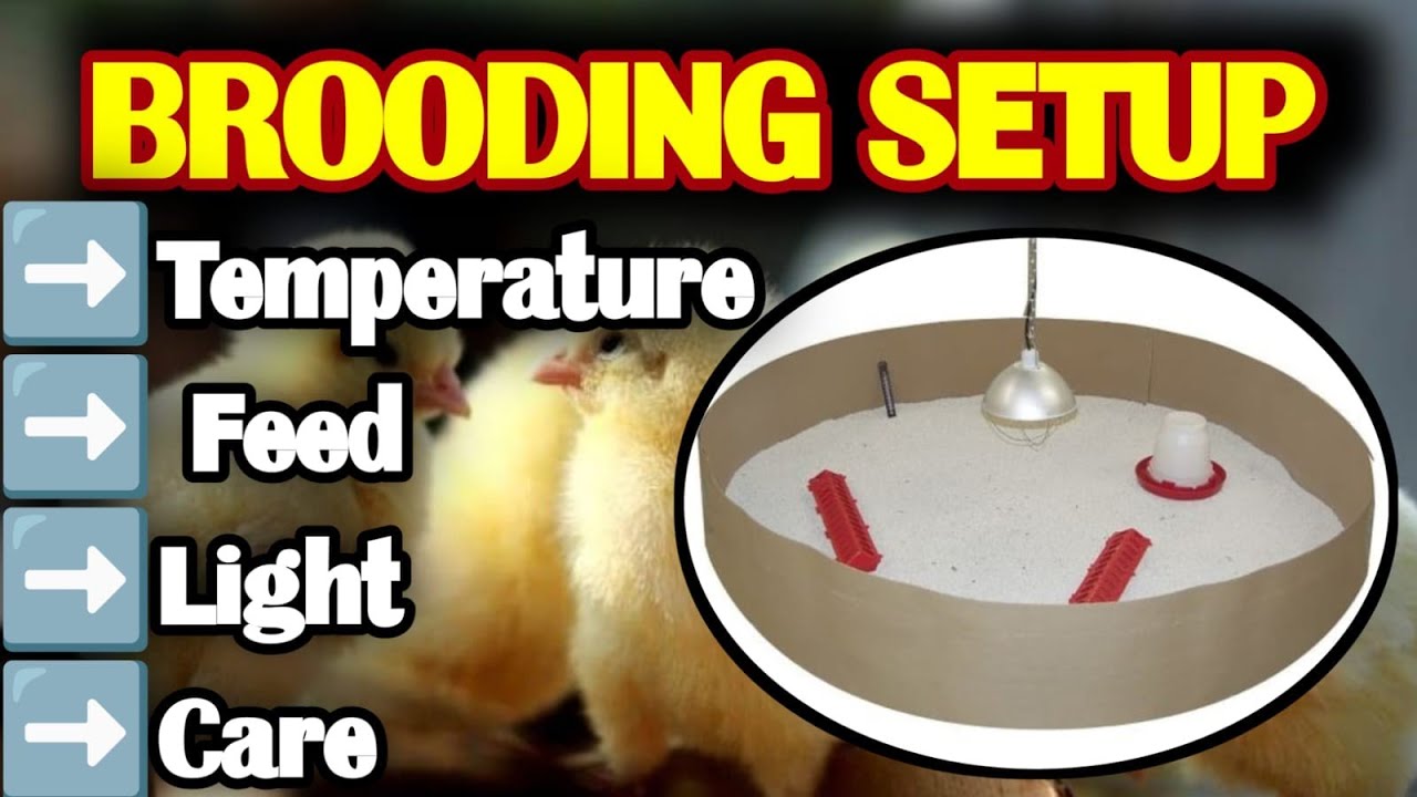 Poultry Farming Brooding System Explained in Odia | Complete Chick Care ...