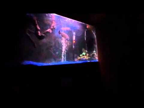 Sabertooth tetra - YouTube