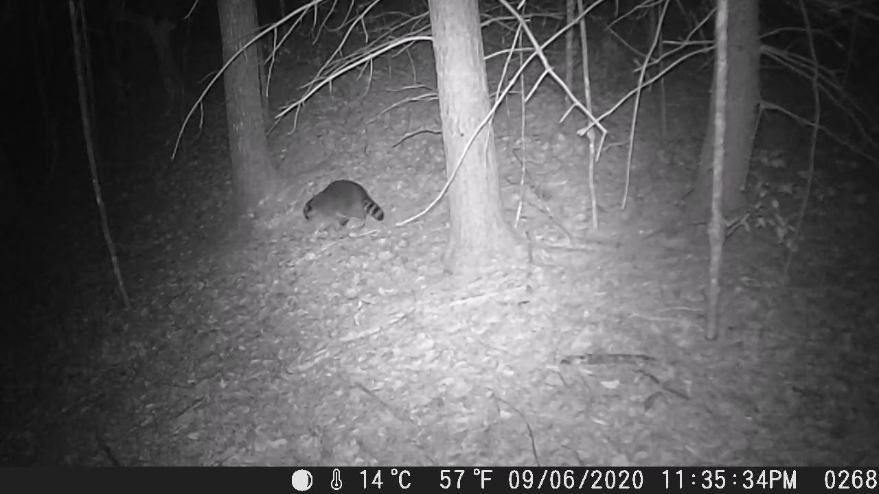 Night time Critters - YouTube