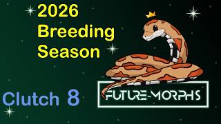 Clutch 8: Miami Phase Combos | Future-Morphs