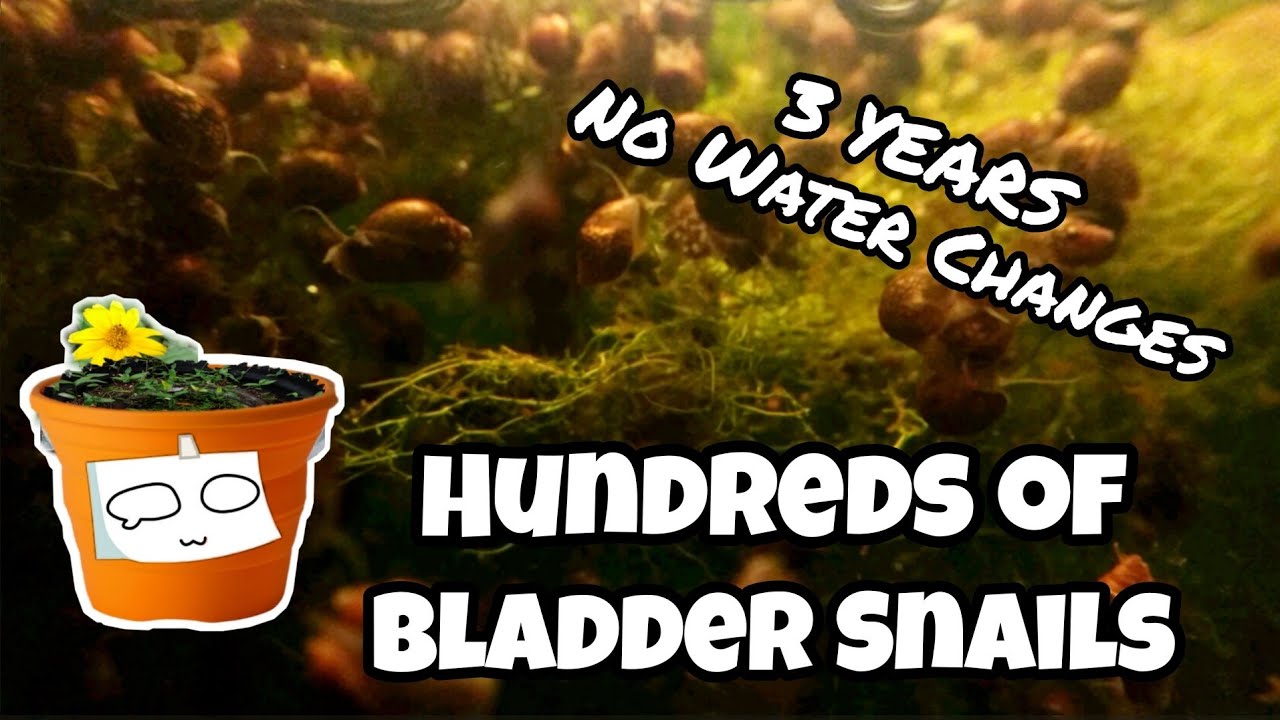 Bladder Snail Breeding Aquarium | Natural Macroalgae Filtration | No ...