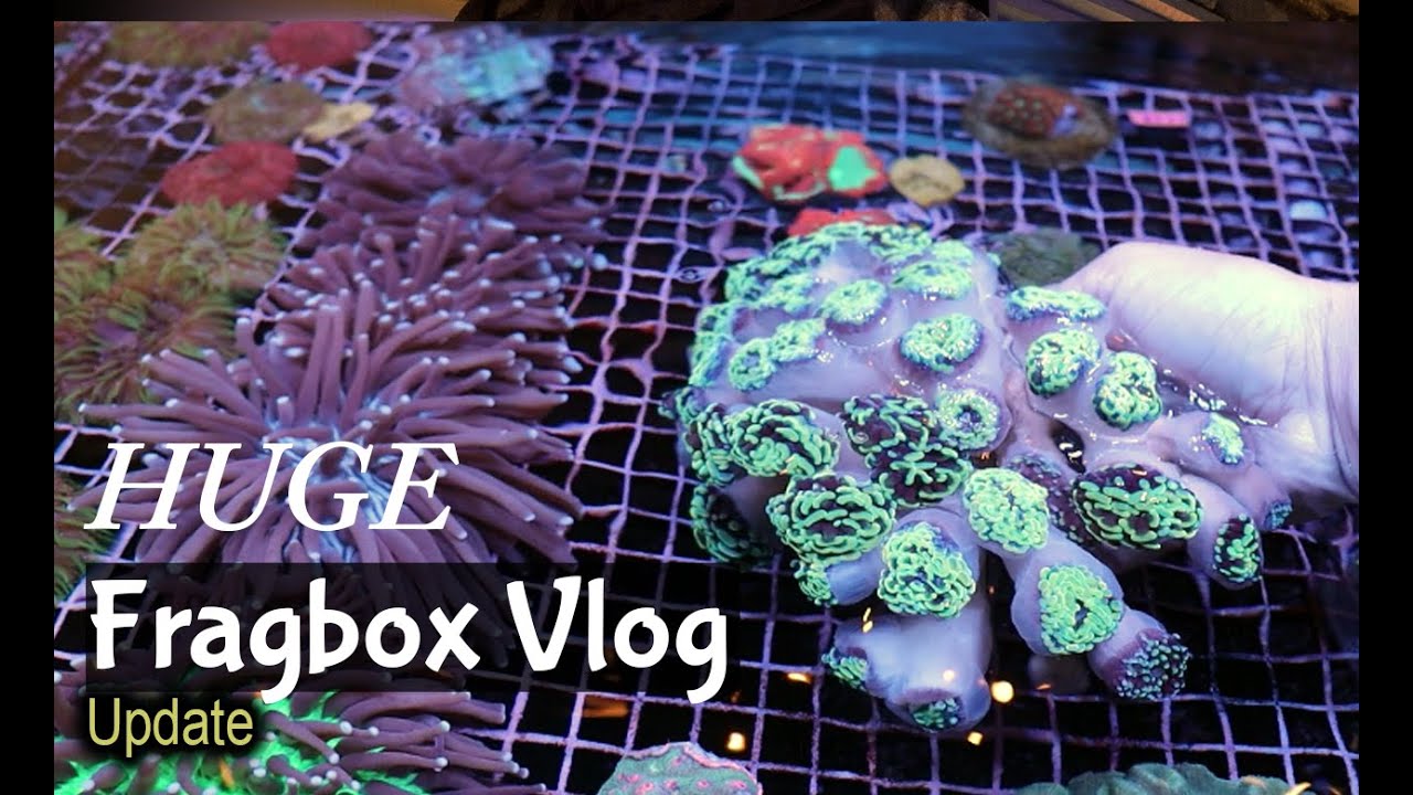 Fragbox Coral Store Update ! - YouTube